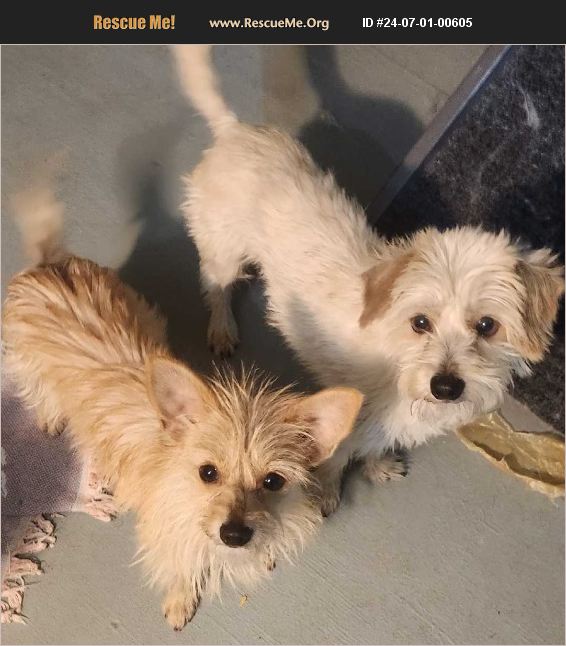 ADOPT 24070100605 ~ Yorkie Rescue ~ Marana, AZ