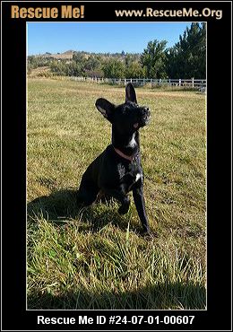 - Nevada Dog Rescue - ADOPTIONS - Rescue Me!