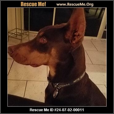 - California Affenpinscher Rescue - ADOPTIONS - Rescue Me!