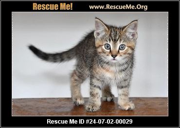 - Maryland Cat Rescue - ADOPTIONS - Rescue Me!