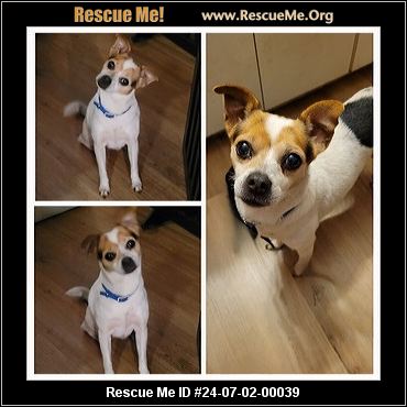 - Florida Jack Russell Rescue - ADOPTIONS - Rescue Me!