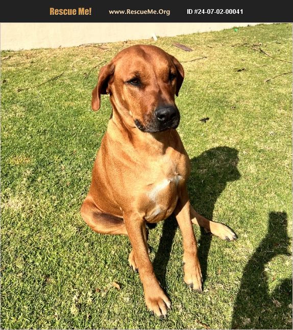 ADOPT 24070200041 ~ Rhodesian Ridgeback Rescue ~ Robindale,