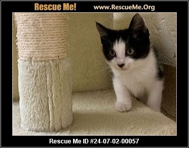 - New Jersey Cat Rescue - ADOPTIONS - Rescue Me!