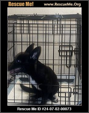 - California Corgi Rescue - ADOPTIONS - Rescue Me!