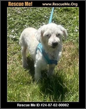 - Florida Maltese Rescue - ADOPTIONS - Rescue Me!