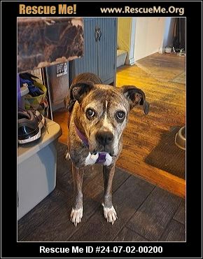 - New York Dog Rescue - ADOPTIONS - Rescue Me!