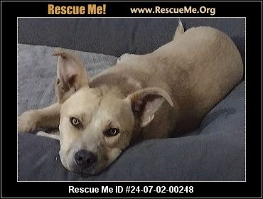- California Lab Rescue - ADOPTIONS - Rescue Me!