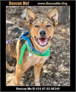 - Colorado Dog Rescue - ADOPTIONS - Rescue Me!