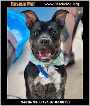 - Colorado Dog Rescue - ADOPTIONS - Rescue Me!