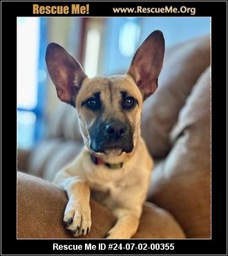 - Colorado Dog Rescue - ADOPTIONS - Rescue Me!