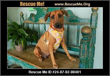 - Texas Rhodesian Ridgeback Rescue - ADOPTIONS - Rescue Me!