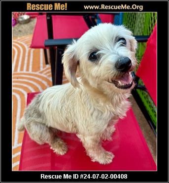 - North Carolina Maltese Rescue - ADOPTIONS - Rescue Me!