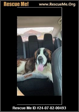 - Texas Saint Bernard Rescue - ADOPTIONS - Rescue Me!