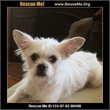 - North Carolina Maltese Rescue - ADOPTIONS - Rescue Me!