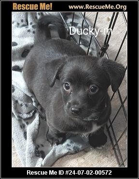 - California Corgi Rescue - ADOPTIONS - Rescue Me!