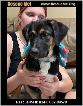 - New Jersey Dog Rescue - ADOPTIONS - Rescue Me!