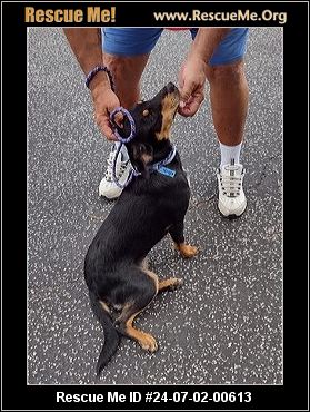 - New Jersey Dog Rescue - ADOPTIONS - Rescue Me!