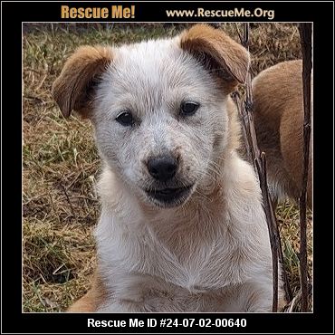 - Minnesota Dog Rescue - ADOPTIONS - Rescue Me!