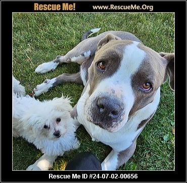 - Colorado Dog Rescue - ADOPTIONS - Rescue Me!