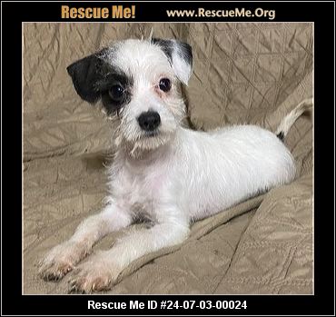 - New Jersey Dog Rescue - ADOPTIONS - Rescue Me!