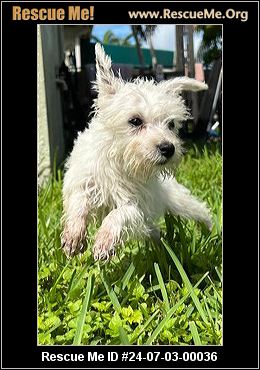 - Florida Schnauzer Rescue - ADOPTIONS - Rescue Me!