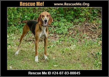 - New Jersey Dog Rescue - ADOPTIONS - Rescue Me!