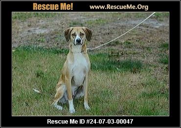 - New Jersey Dog Rescue - ADOPTIONS - Rescue Me!