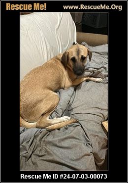 - Rhode Island Dog Rescue - ADOPTIONS - Rescue Me!