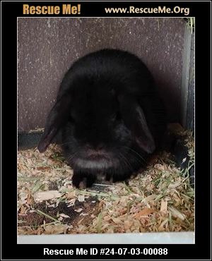 - Oklahoma Rabbit Rescue - ADOPTIONS - Rescue Me!