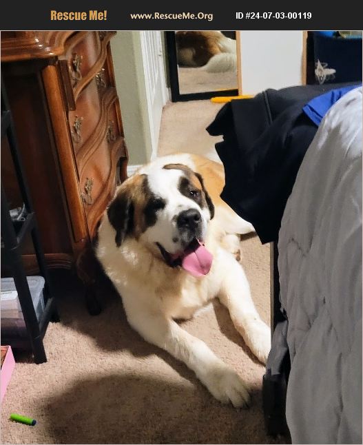 ADOPT 24070300119 ~ Saint Bernard Rescue ~ New Braunfels, TX