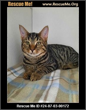 - South Carolina Cat Rescue - ADOPTIONS - Rescue Me!