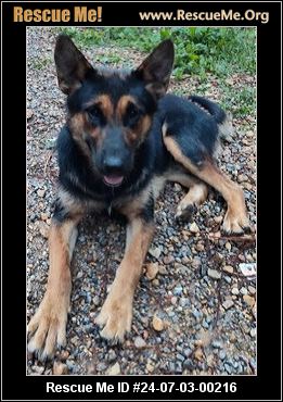 - Connecticut German Shepherd Rescue - ADOPTIONS - Rescue Me!