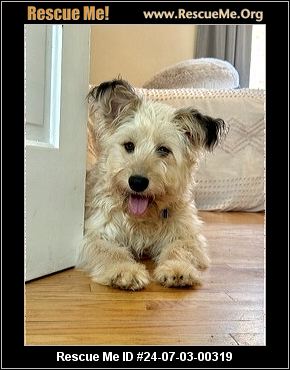 - Colorado Dog Rescue - ADOPTIONS - Rescue Me!