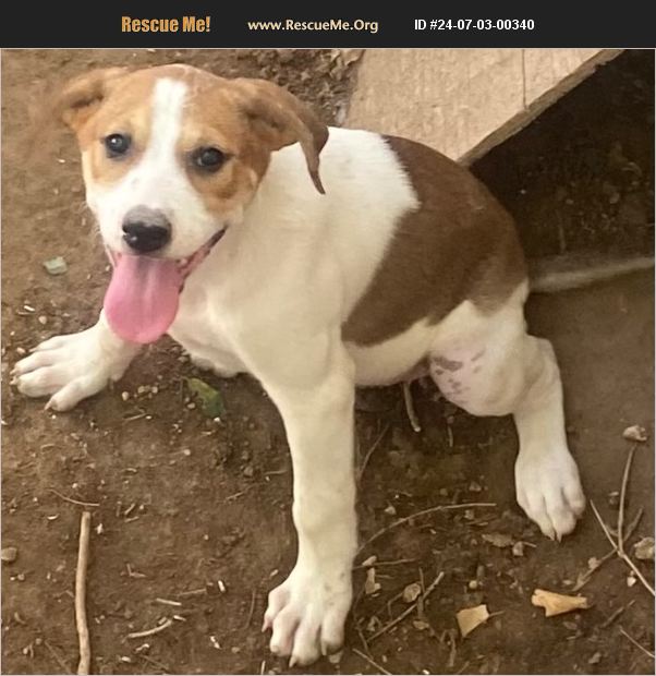 ADOPT 24070300340 ~ Beagle Rescue ~ Odessa, TX