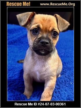 - California Pug Rescue - ADOPTIONS - Rescue Me!