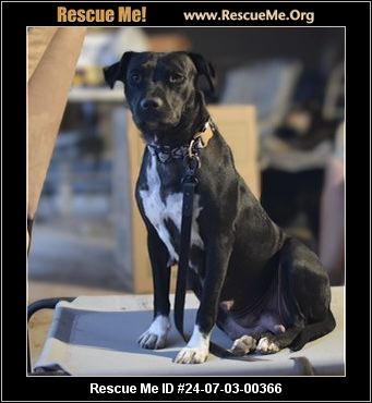 - Fur-get Me Not Canine Rescue - Albuquerque, NM - AVAILABLE PETS