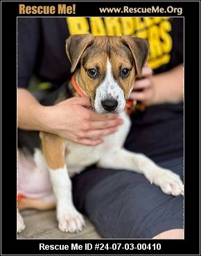 - New Jersey Dog Rescue - ADOPTIONS - Rescue Me!