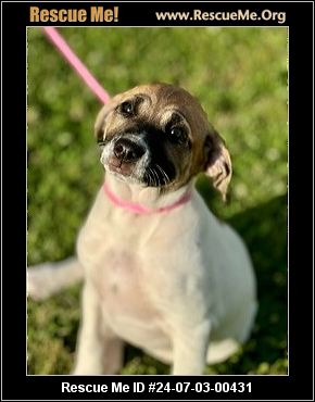 - New Jersey Dog Rescue - ADOPTIONS - Rescue Me!