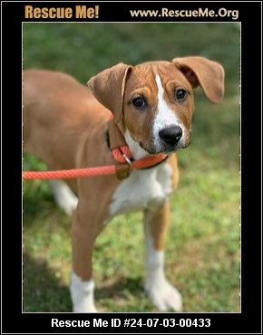 - New Jersey Dog Rescue - ADOPTIONS - Rescue Me!