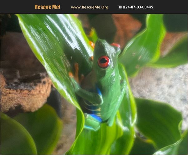 ADOPT 24070300445 ~ Reptile/Amphibian Rescue ~ Staten Island, NY