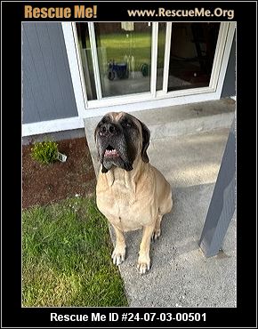 - Washington Mastiff Rescue - ADOPTIONS - Rescue Me!