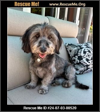 - California Poodle Rescue - ADOPTIONS - Rescue Me!