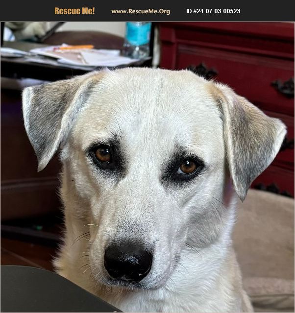 ADOPT 24070300523 ~ Anatolian Shepherd Rescue ~ Houston, TX