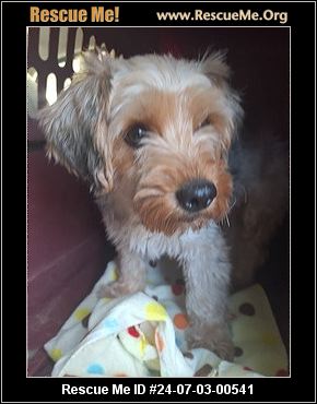 - California Yorkie Rescue - ADOPTIONS - Rescue Me!