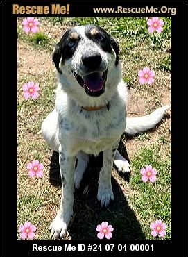 - Colorado Great Pyrenees Rescue - ADOPTIONS - Rescue Me!