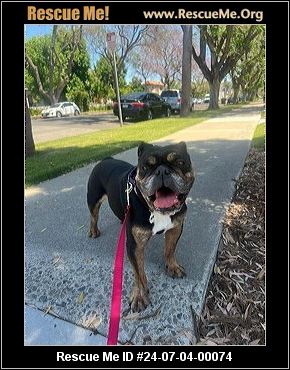- California Bulldog Rescue - ADOPTIONS - Rescue Me!