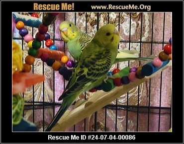 - Washington Pet Bird Rescue - ADOPTIONS - Rescue Me!