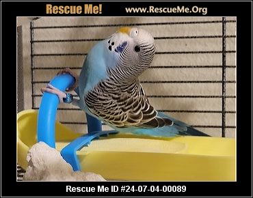 - Washington Pet Bird Rescue - ADOPTIONS - Rescue Me!