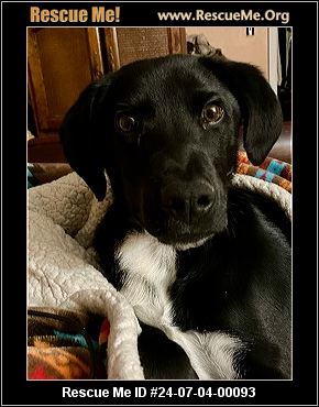 - Colorado Dog Rescue - ADOPTIONS - Rescue Me!