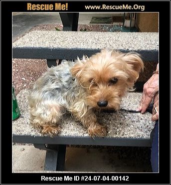 - Arizona Yorkie Rescue - ADOPTIONS - Rescue Me!